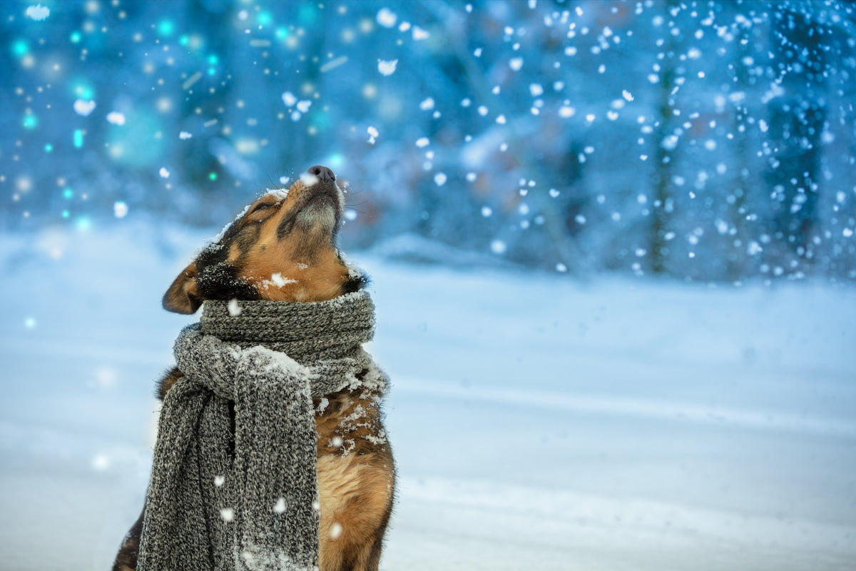 10 Dog Winter Safety Tips – Wonder Paws